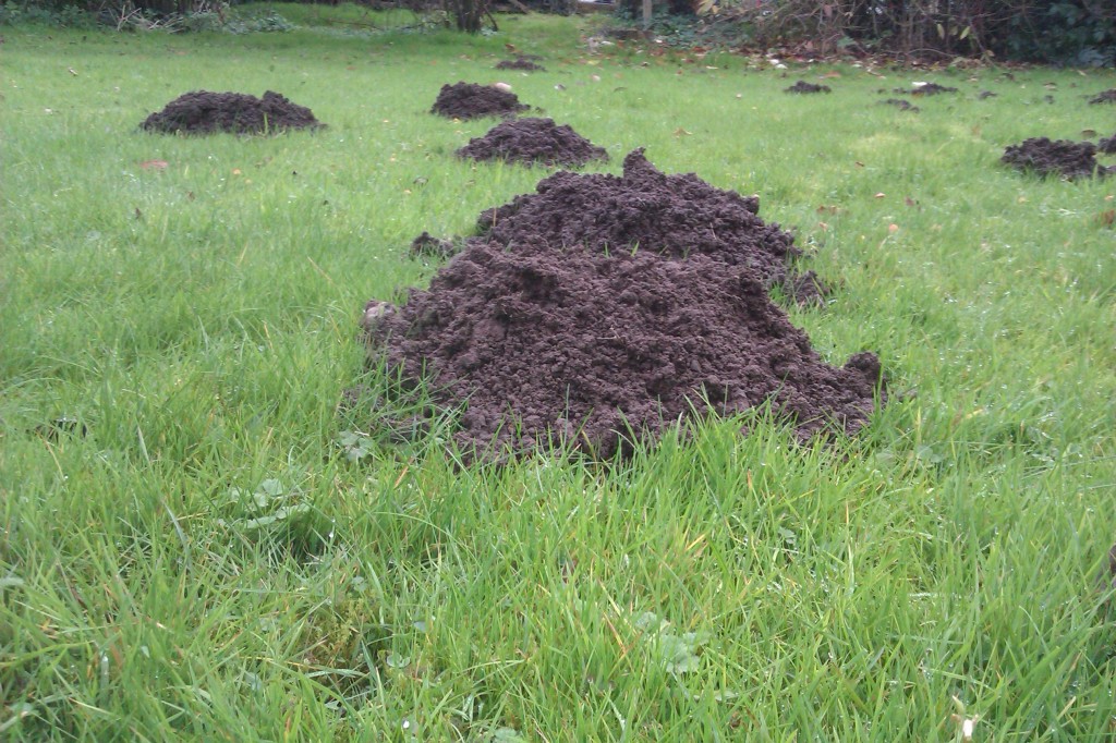 UK Mole Catchers | A List Of Professional Mole Catchers In The UK